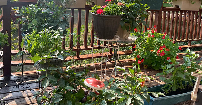 How to Plant a Garden on Your Deck? | EVODEK